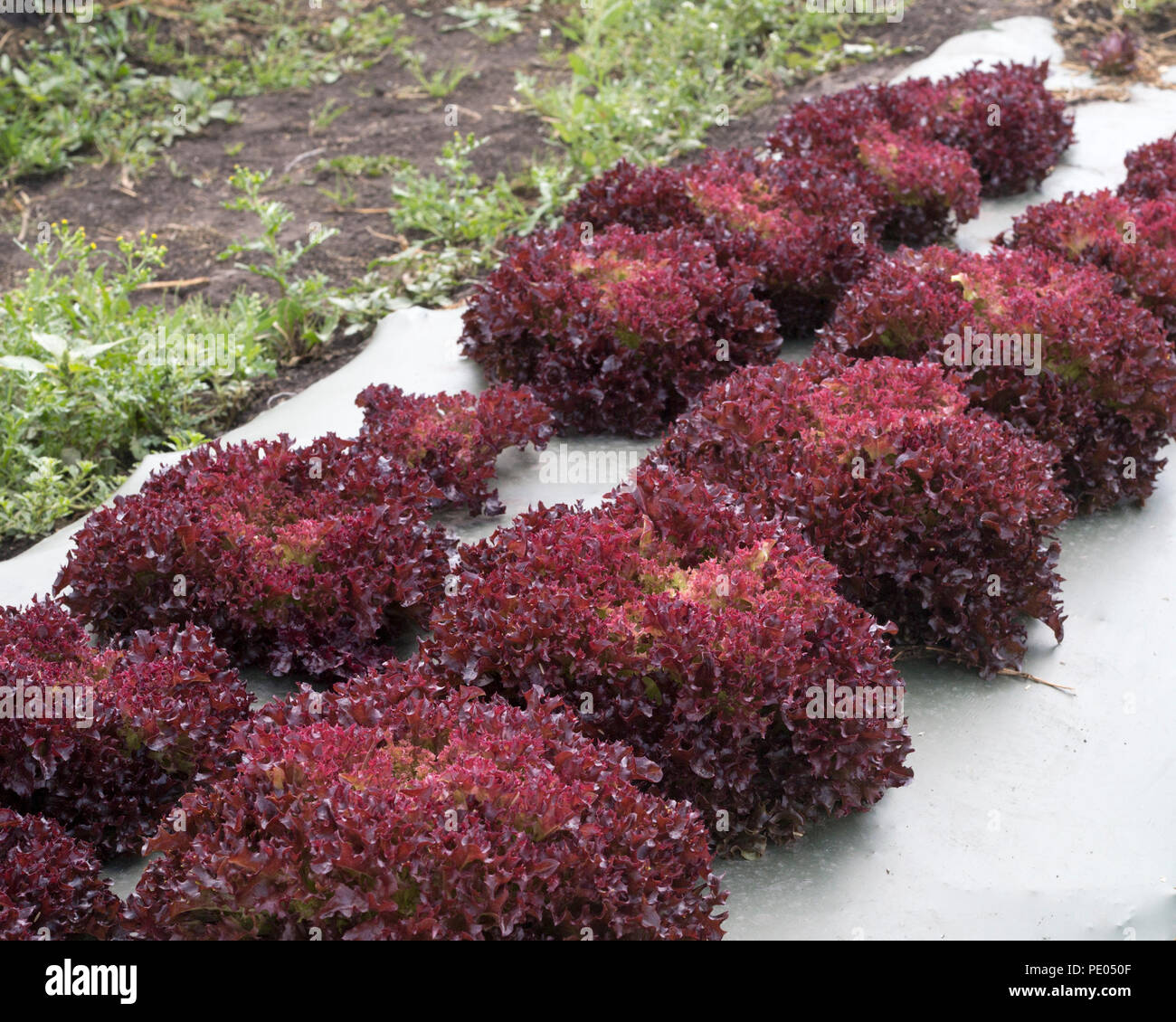 Weed growth hi-res stock photography and images - Alamy