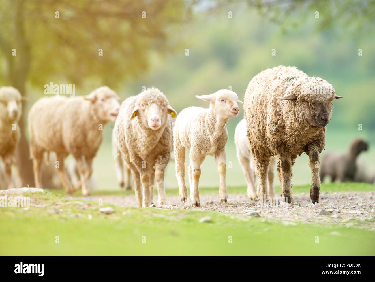 Flock of sheep walking Stock Photo - Alamy
