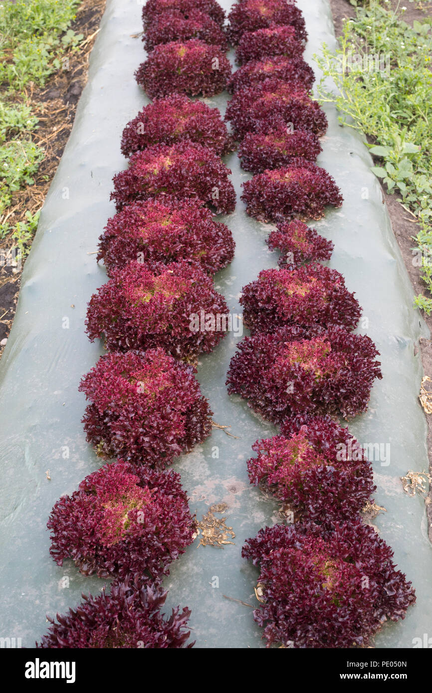 Red oak lettuce in farm field. The plastic covering over the ground ...