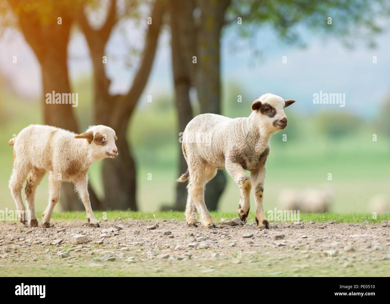 Two little lamb brothers walking alone Stock Photo - Alamy