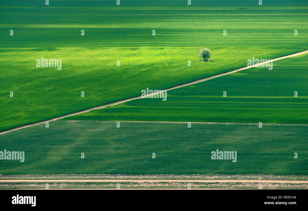 Tree in the middle of a picture hi-res stock photography and images - Alamy