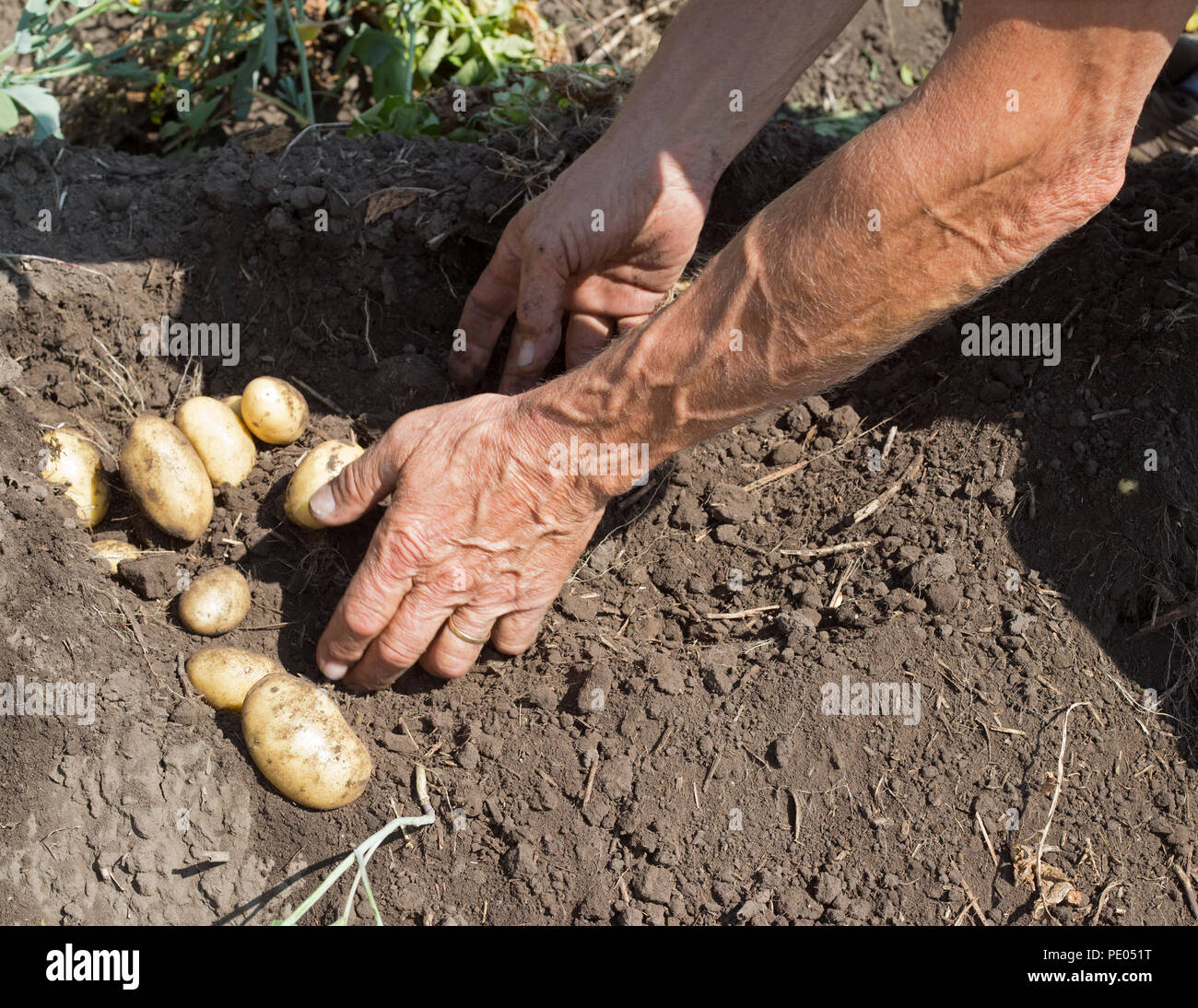 Chernozem soil hi-res stock photography and images - Alamy