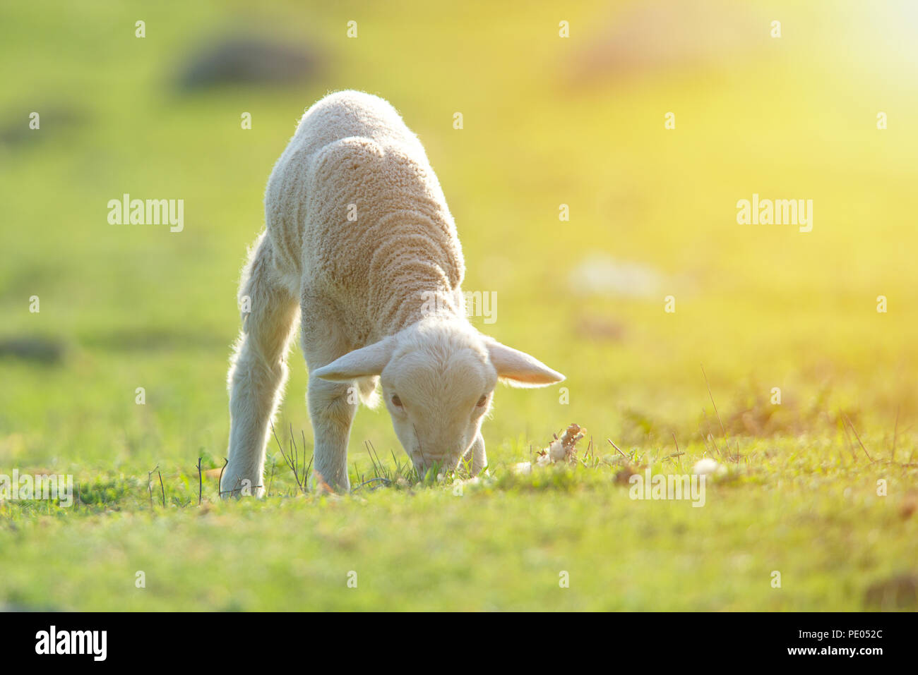Cute little lamb eating on meadow Stock Photo - Alamy