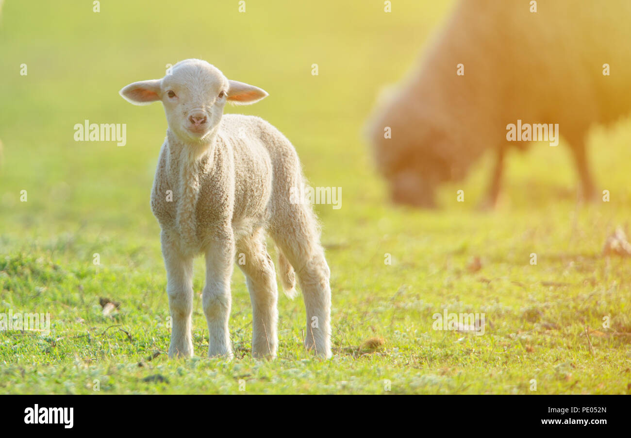 Cute little lamb looking at camera Stock Photo - Alamy