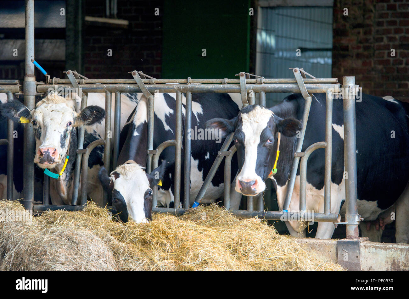 cow farm in Germany Stock Photo - Alamy