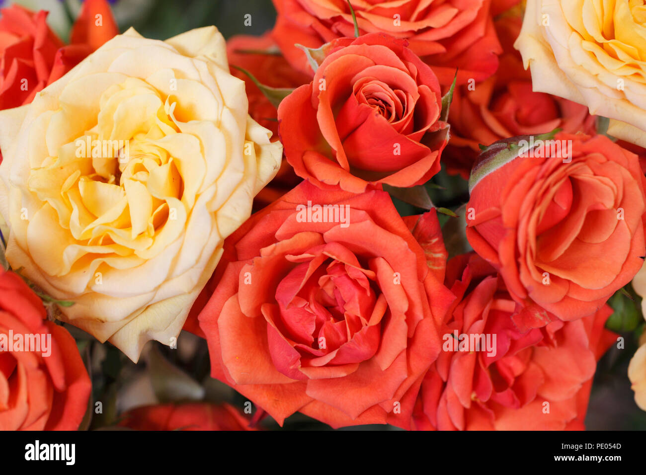 Canada, Montreal, Jean Talon Market, flowers, roses Stock Photo - Alamy