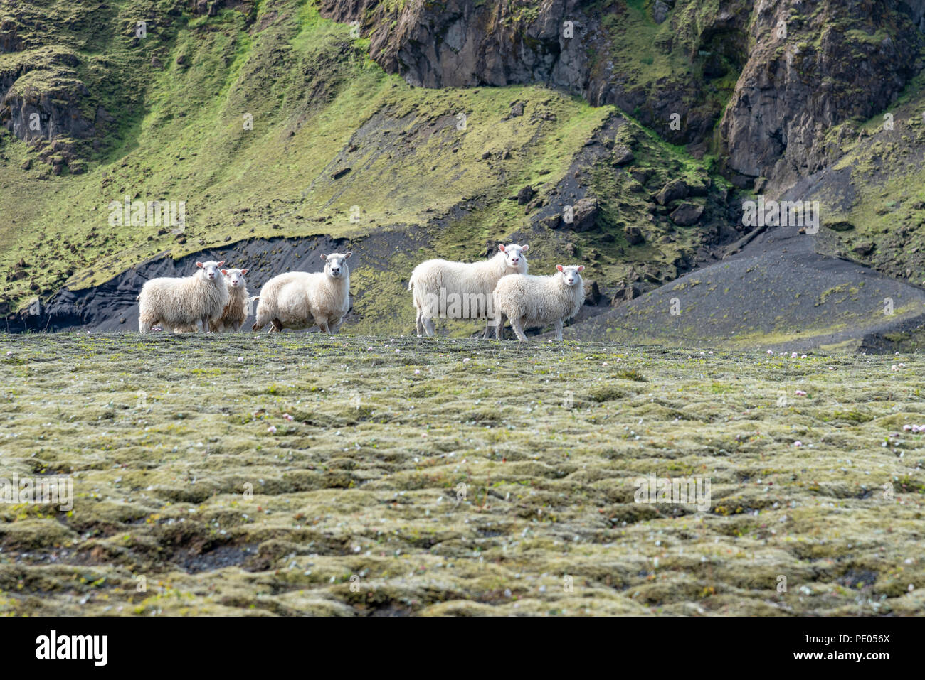 White pasturing sheep Stock Photo - Alamy