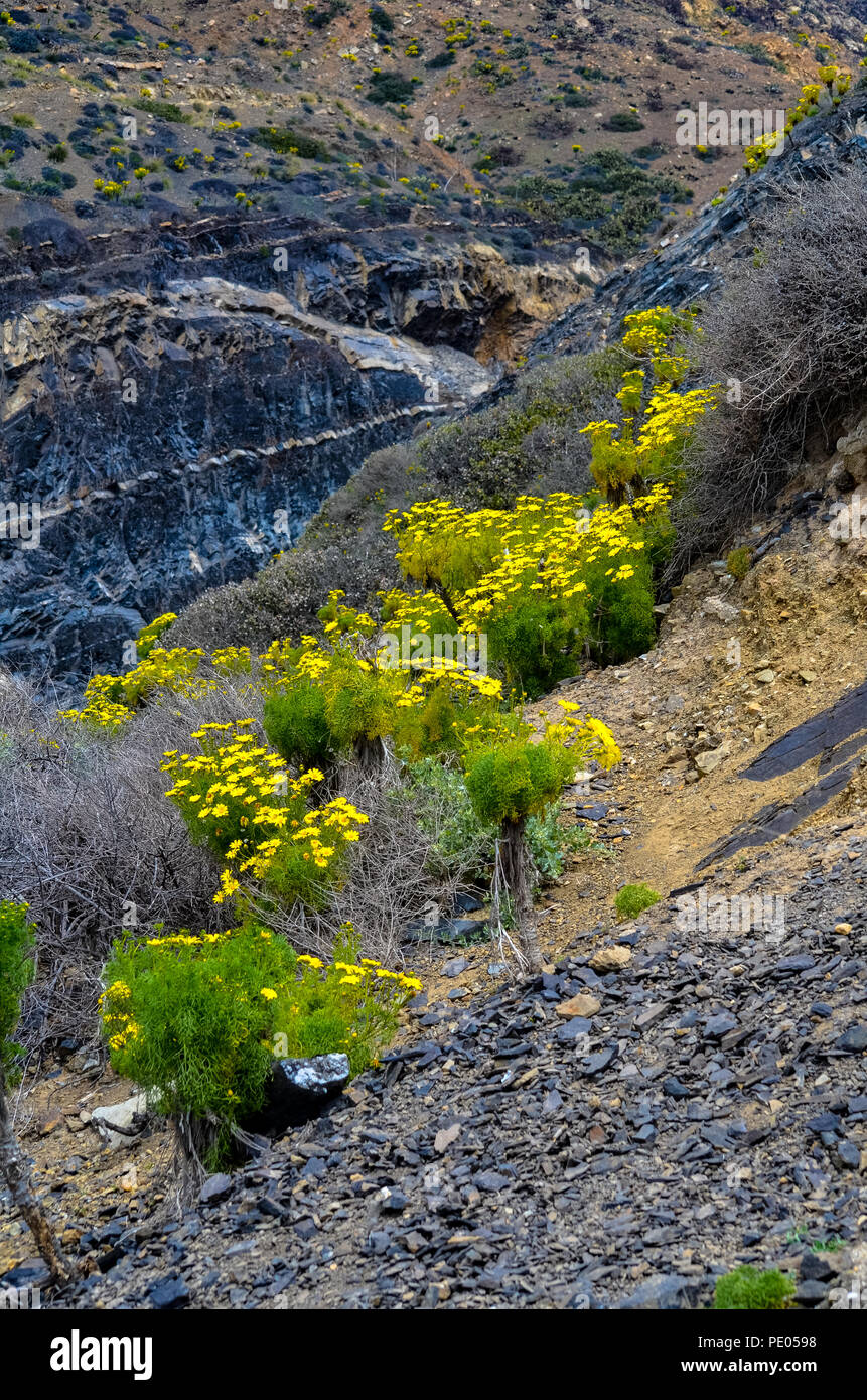Wild Giant Coreopsis (Leptosyne gigantea) in bloom at Mugu Rock in ...