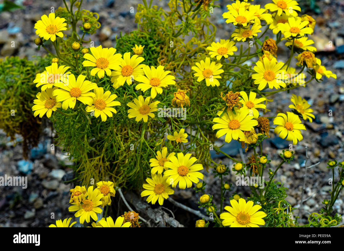 Wild Giant Coreopsis (Leptosyne gigantea) in bloom at Mugu Rock in ...
