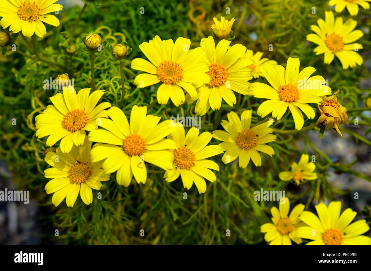 Wild Giant Coreopsis (Leptosyne gigantea) in bloom at Mugu Rock in ...