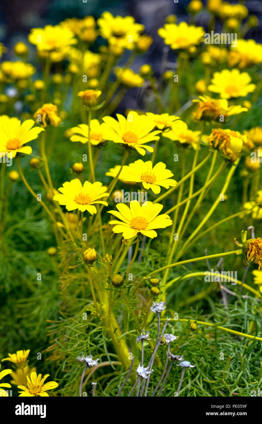 Wild Giant Coreopsis (Leptosyne gigantea) in bloom at Mugu Rock in ...