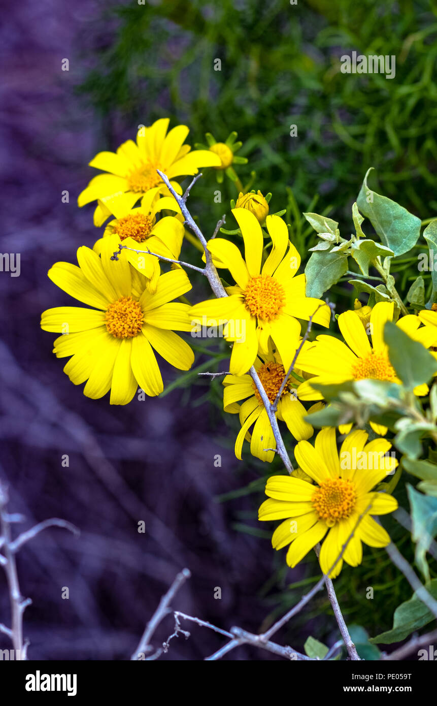 Wild Giant Coreopsis (Leptosyne gigantea) in bloom at Mugu Rock in ...