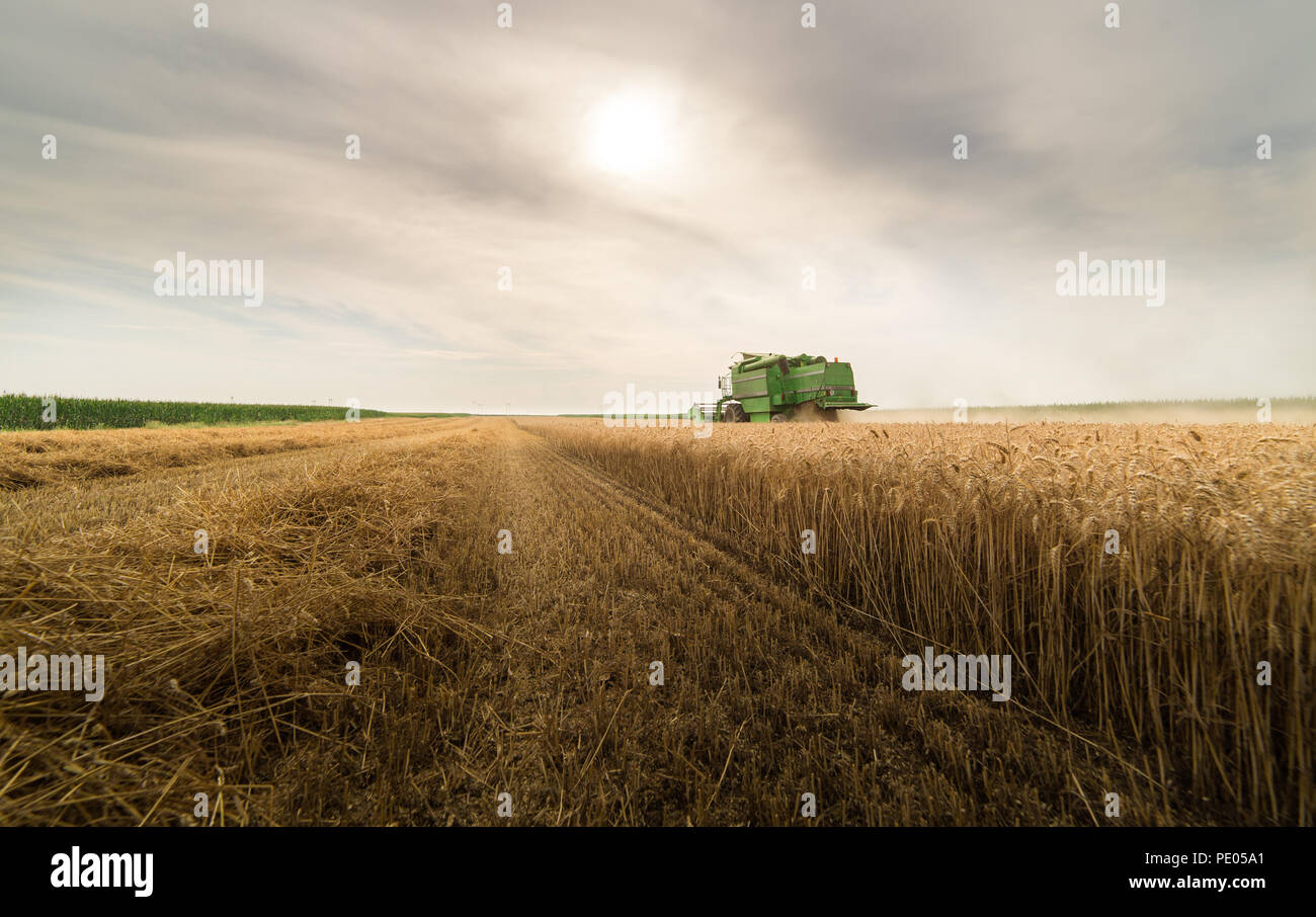 Harvesting of early grains hi-res stock photography and images - Alamy