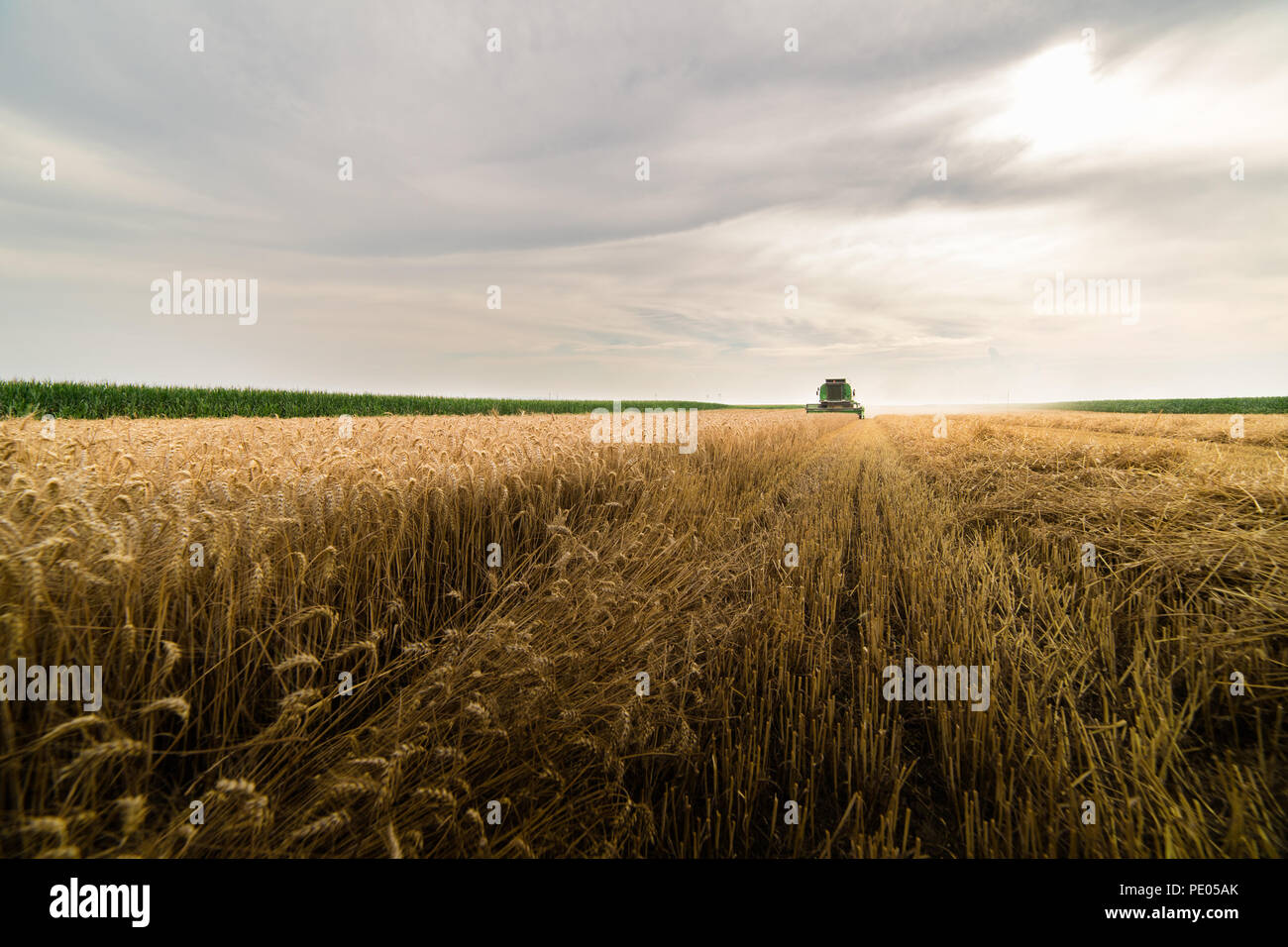 Harvesting of early grains hi-res stock photography and images - Alamy