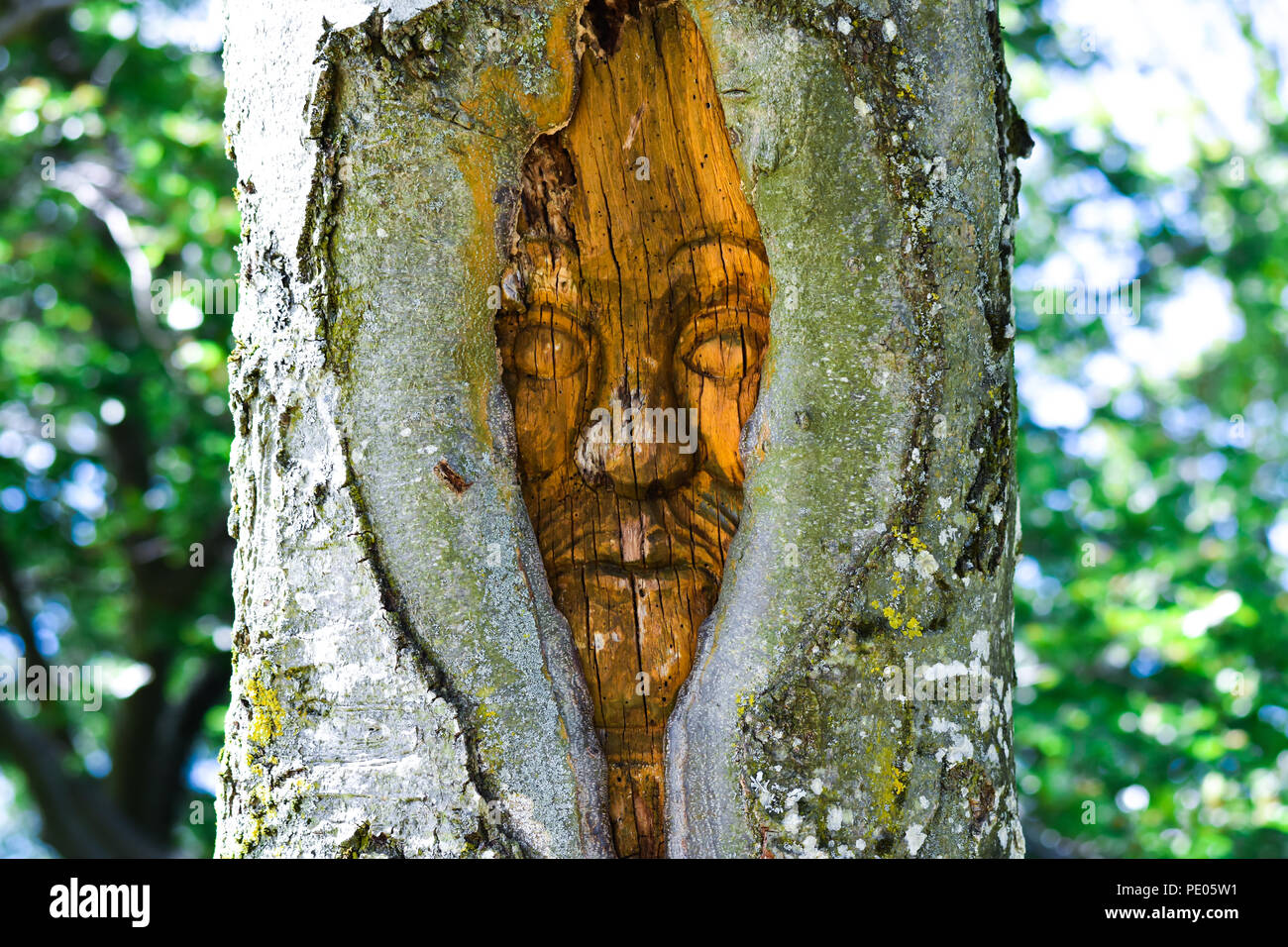 Beautiful Old Face Trees Premium Photo | Young Boy Of Ten Years Old