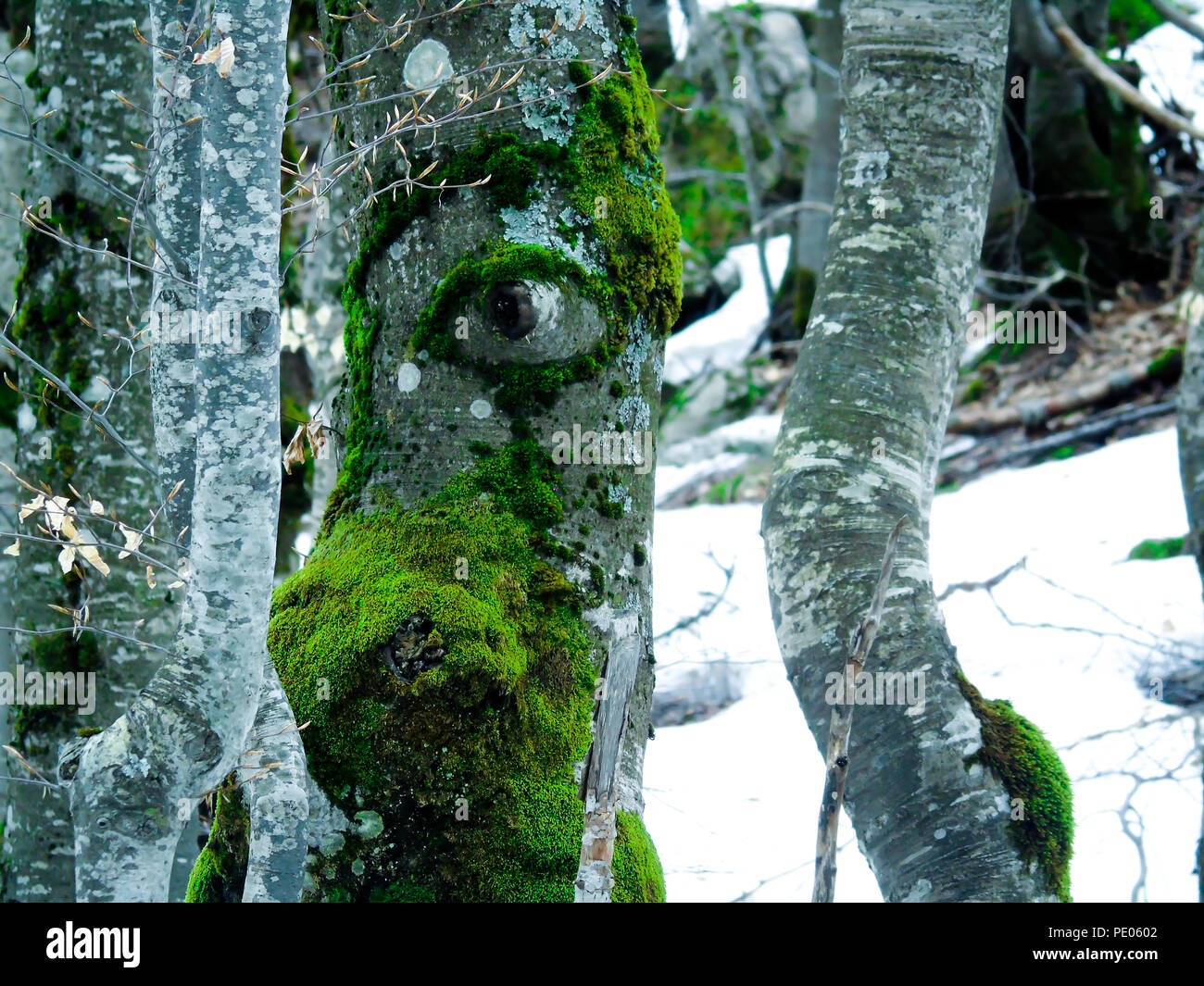 Eye shape tree...wonderful nature! Stock Photo - Alamy