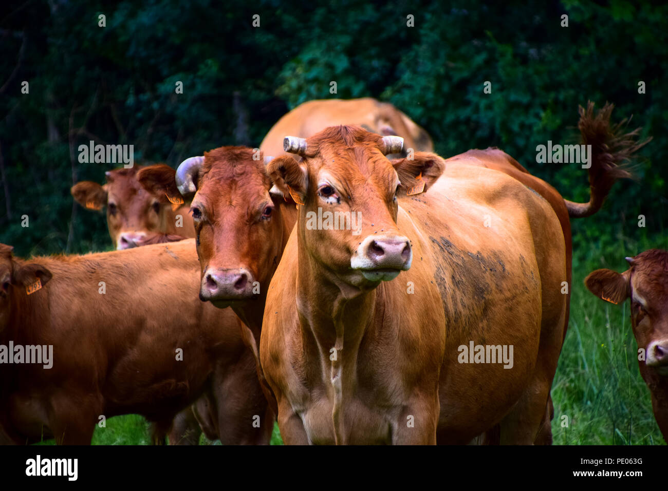 Limousin cattle hi-res stock photography and images - Alamy