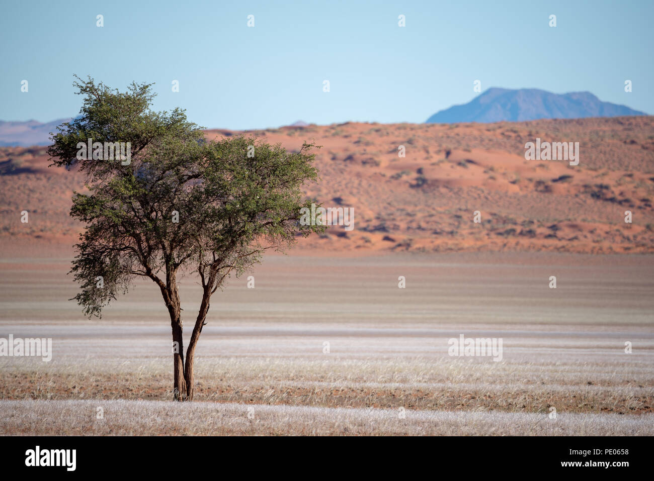 Close up of green tree in desert sand dunes covered in soft yellow ...