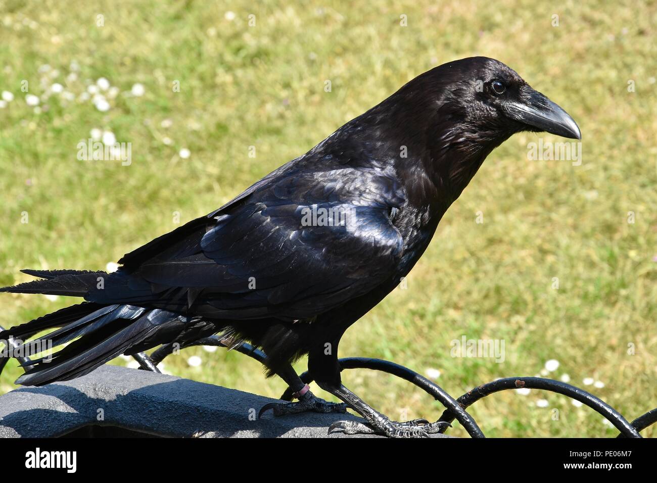 Ravens in the Tower of London, City of London, United Kingdom Stock ...