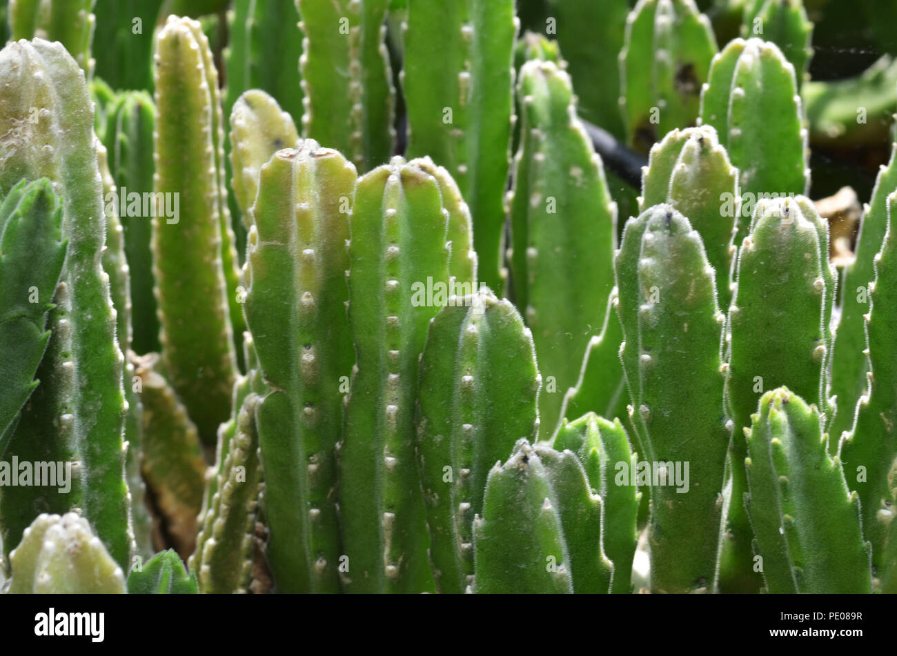 Stapelia grandi flora also known as Carrion flower Stock Photo - Alamy