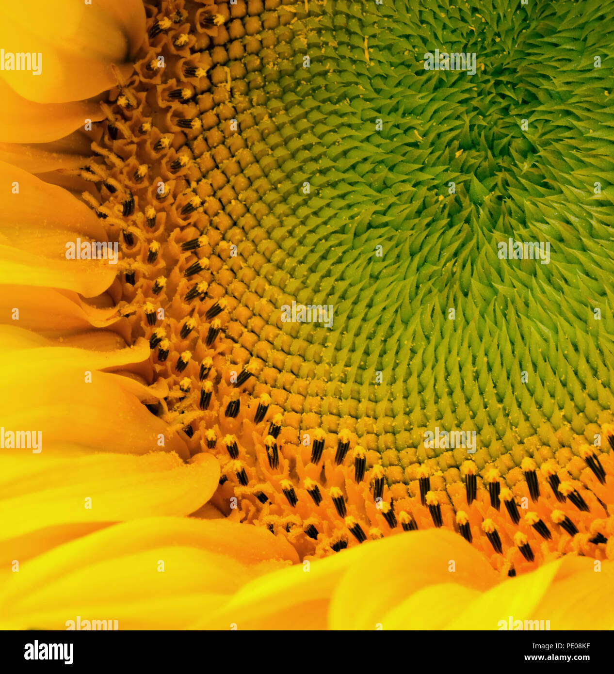 A close up view of the center of a sunflower Stock Photo - Alamy