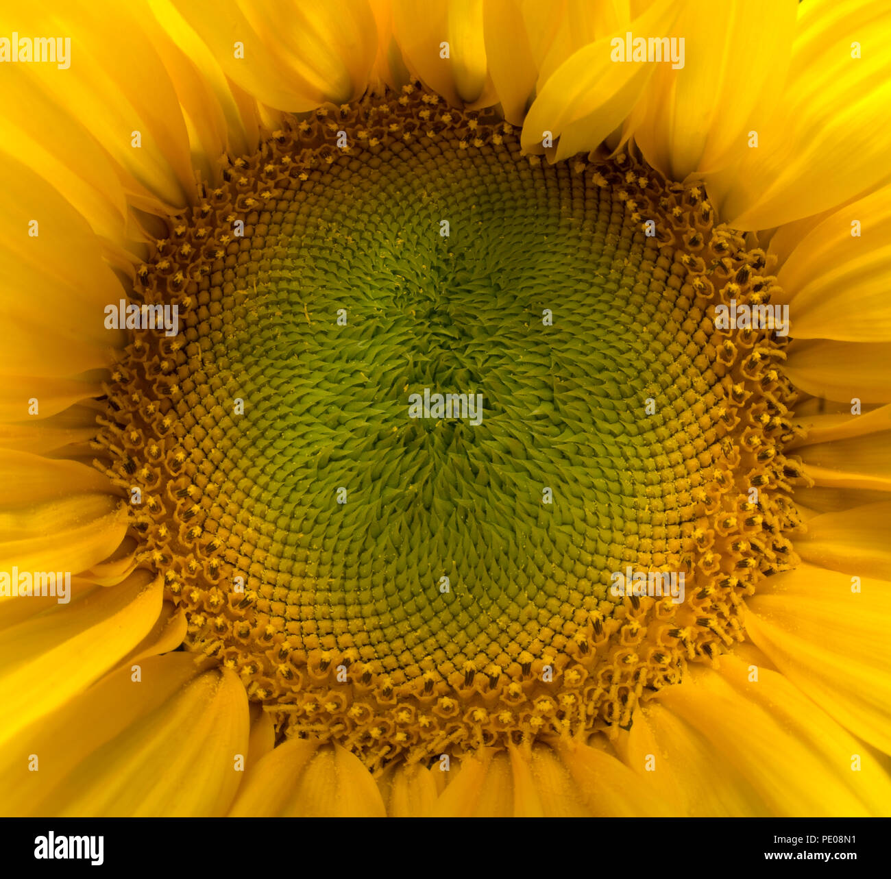 Disc flower hi-res stock photography and images - Alamy