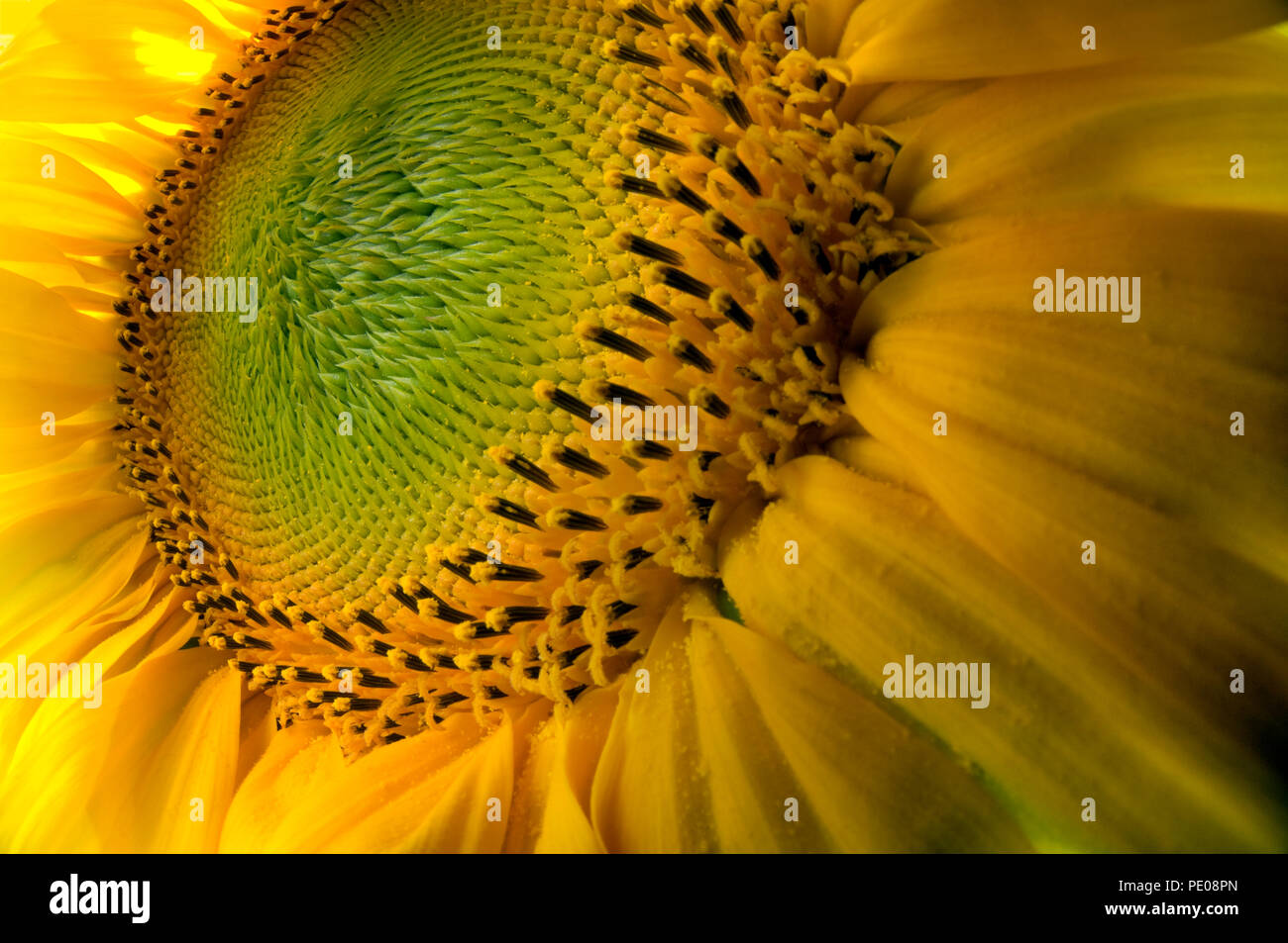 A close up of a sunflower flower head Stock Photo - Alamy