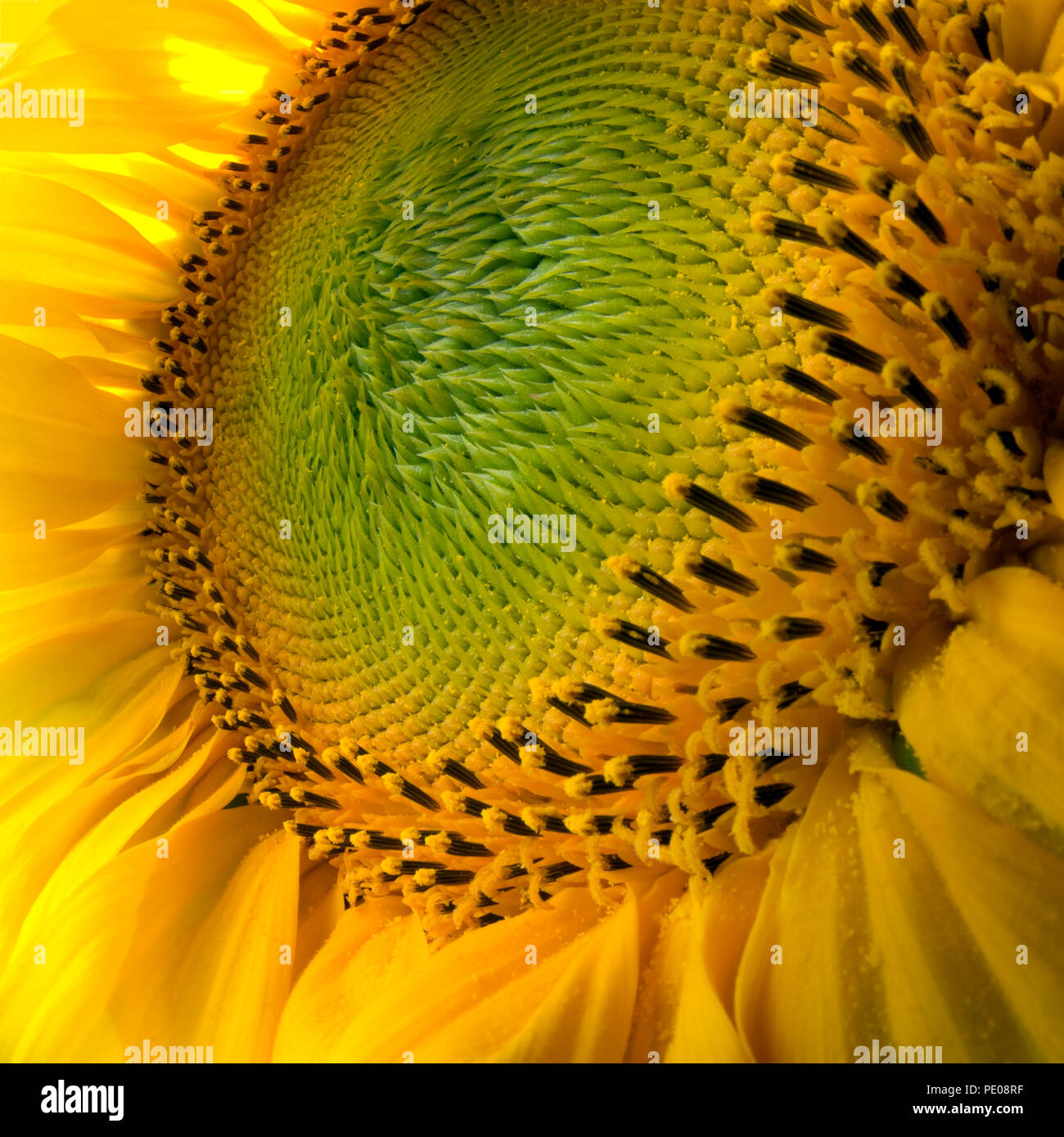 Flower disc hi-res stock photography and images - Alamy