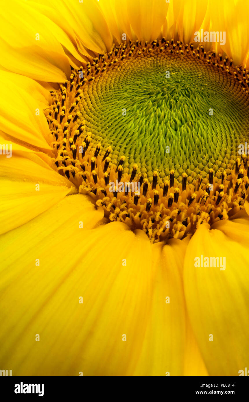 A close up view of the center of a sunflower Stock Photo - Alamy