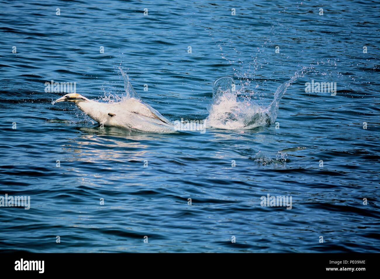 Gannet feeding on a Piper fish Stock Photo - Alamy
