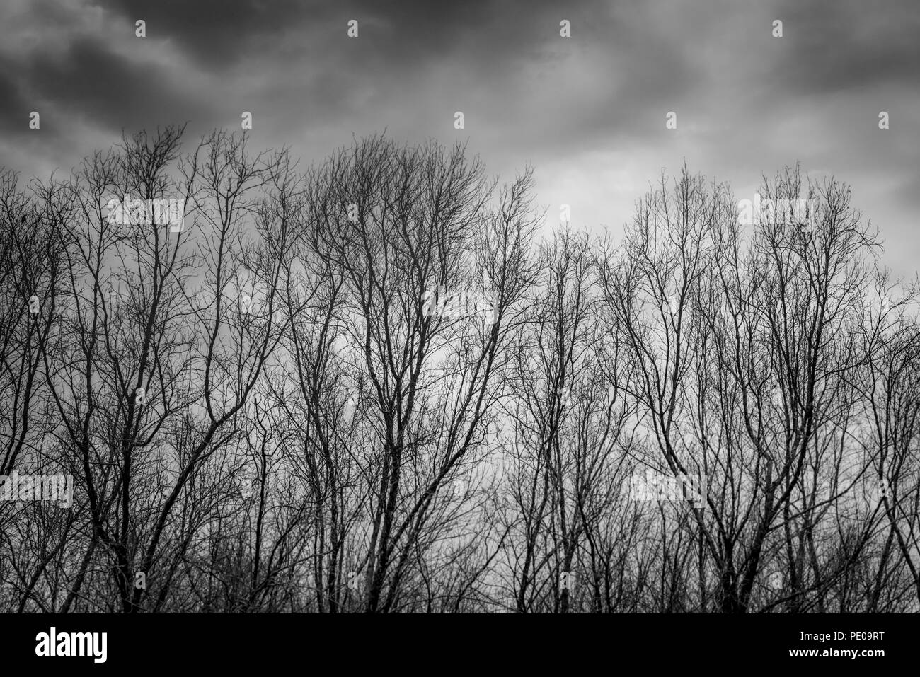 Silhouette dead tree on dark dramatic grey sky and clouds background ...