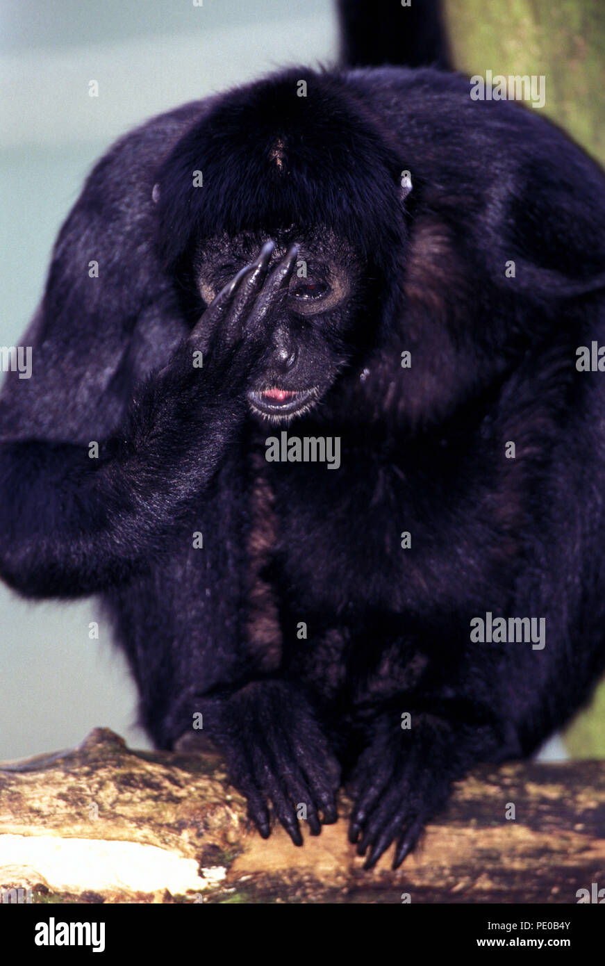 The red faced spider monkey or black spider monkey ateles paniscus hi ...