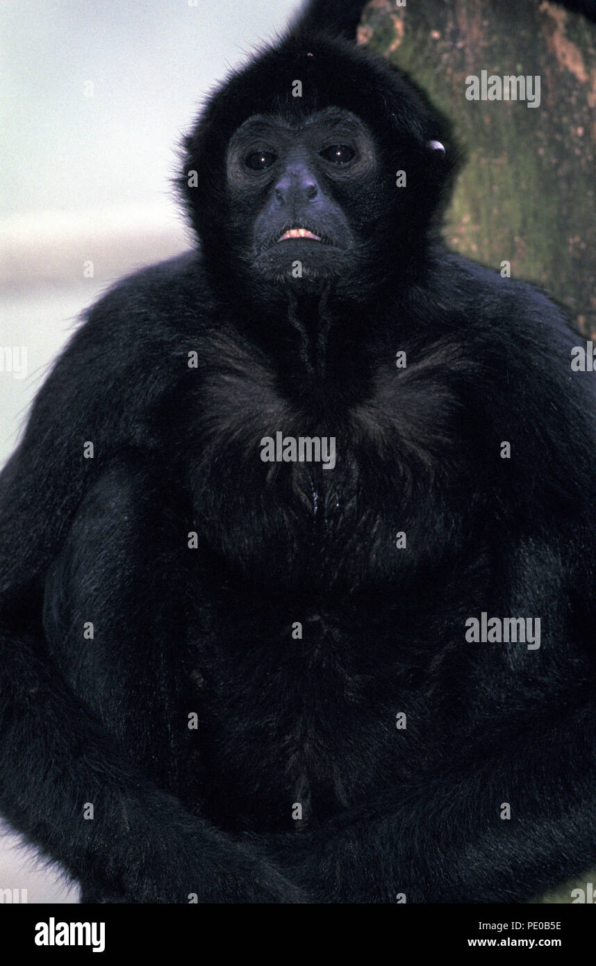 NOT 1351836 BLACK SPIDER MONKEY or Red-faced Spider Monkey Ateles ...