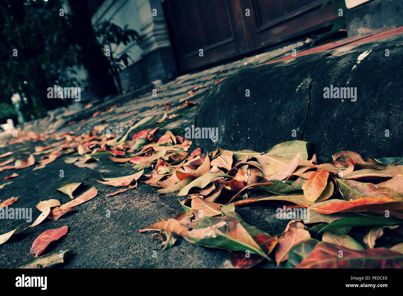 Colorful fallen leaves on street in fall season make beautiful autumn ...
