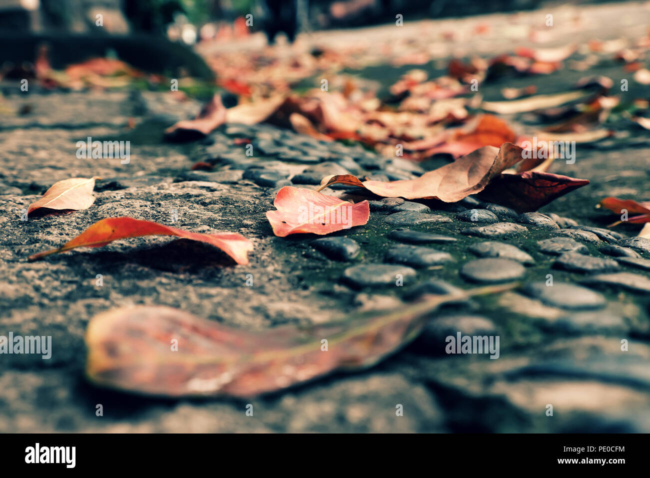 Colorful fallen leaves on street in fall season make beautiful autumn ...