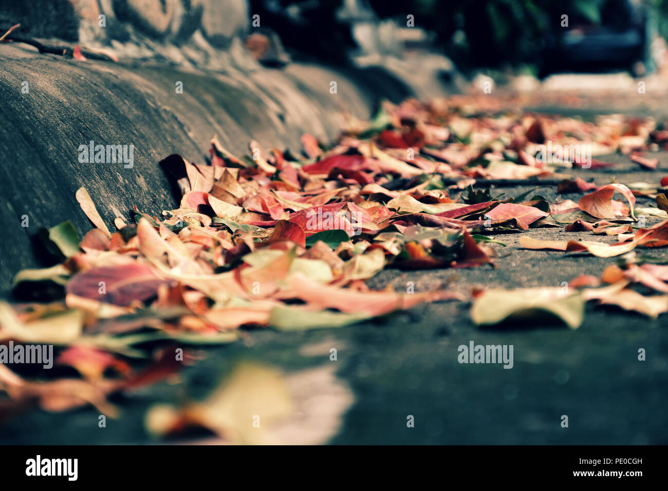 Colorful fallen leaves hi-res stock photography and images - Alamy