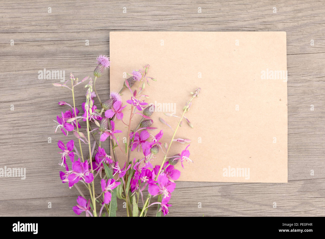 Blooming sally purple flowers with craft paper blank on old grunge ...