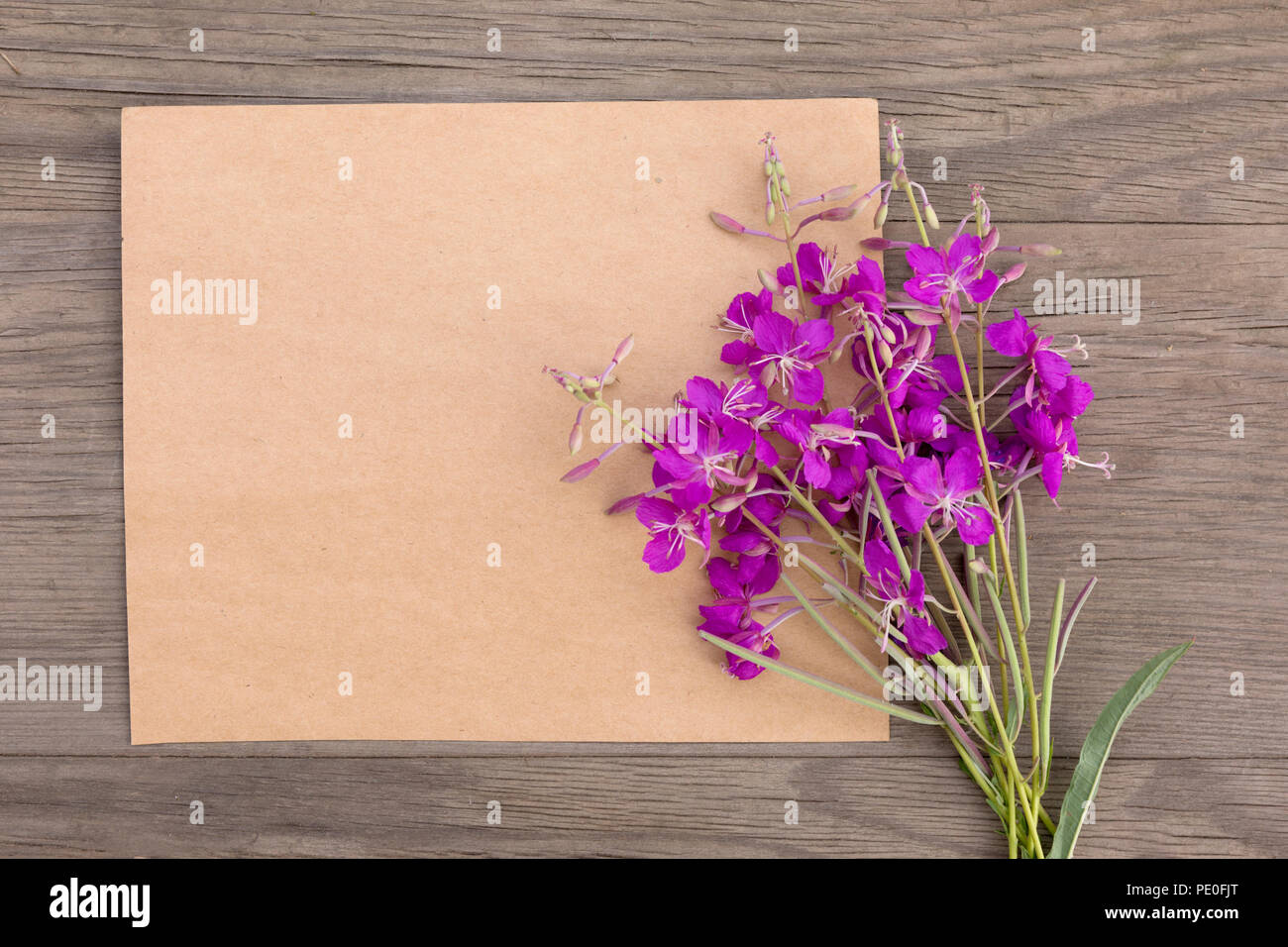 Blooming sally purple flowers with craft paper blank on old grunge ...