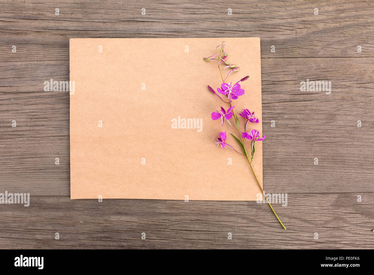 Blooming sally purple flowers with craft paper blank on old grunge ...