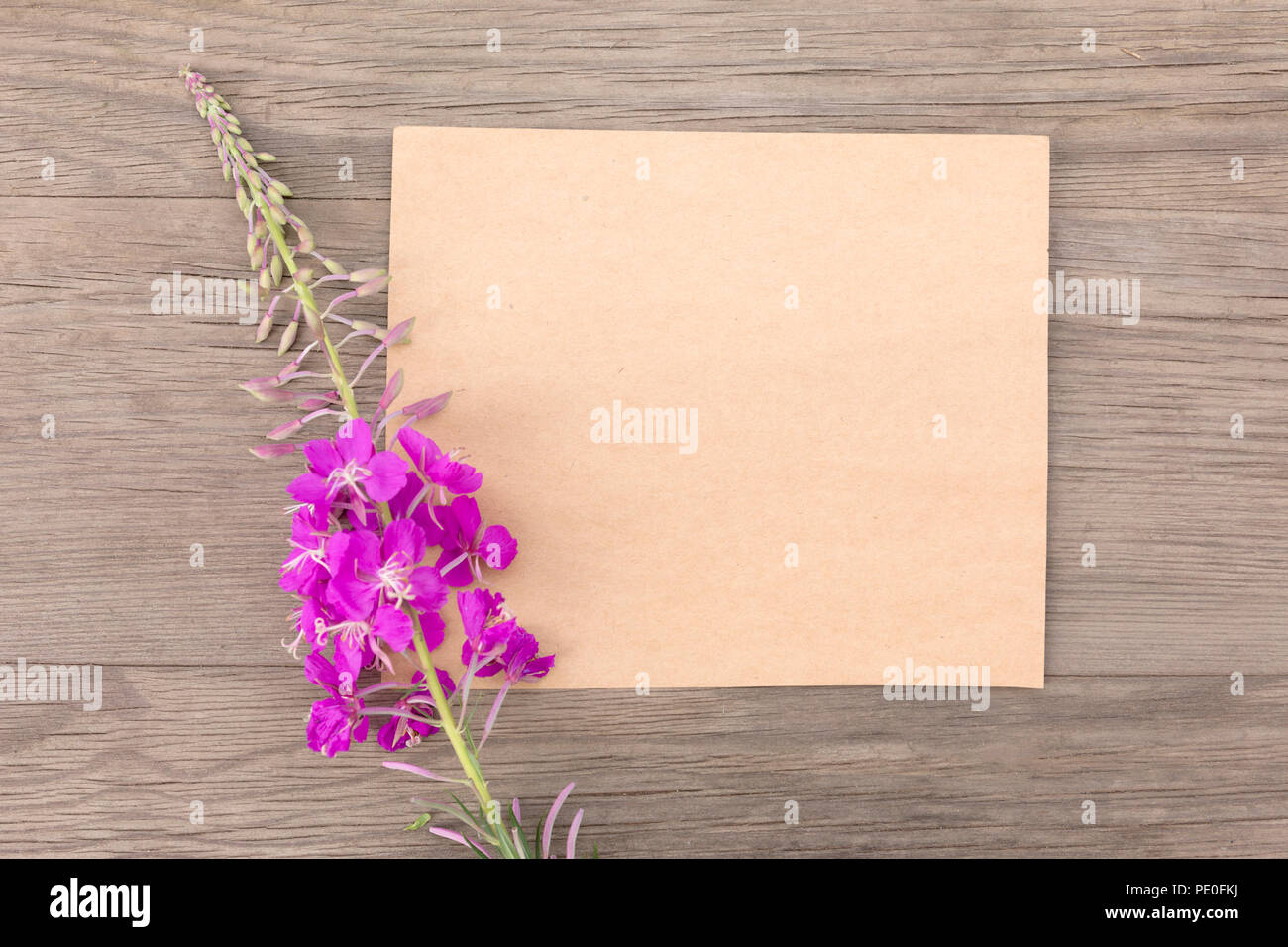 Blooming sally purple flowers with craft paper blank on old grunge ...