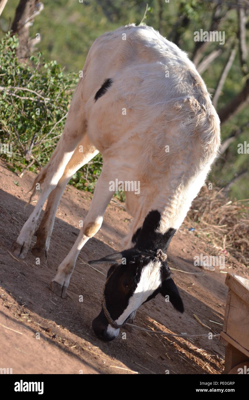This is the child of a cow :) Eating something from the earth Stock ...
