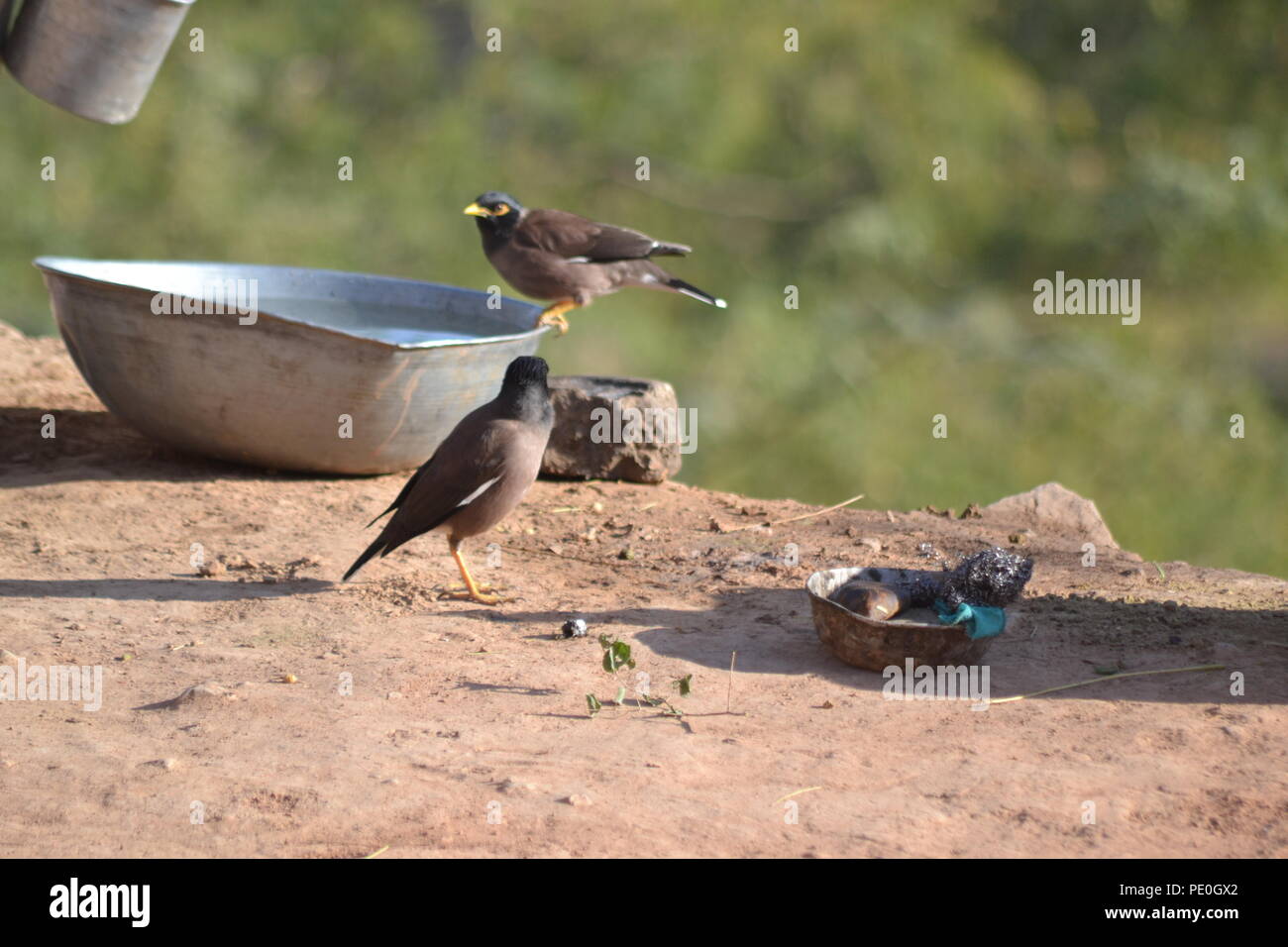 Thirsty birds hi-res stock photography and images - Alamy
