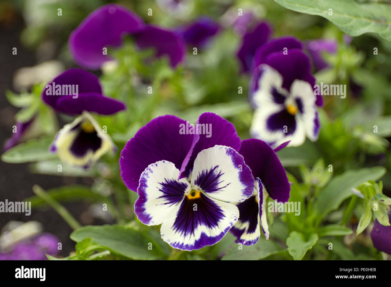 Violet color pansy flower with dew drops on blur background Stock Photo ...