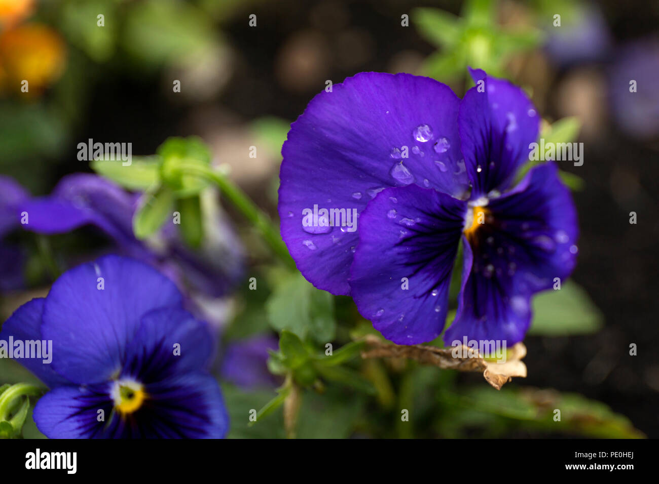Violet color pansy flower with dew drops on blur background Stock Photo ...