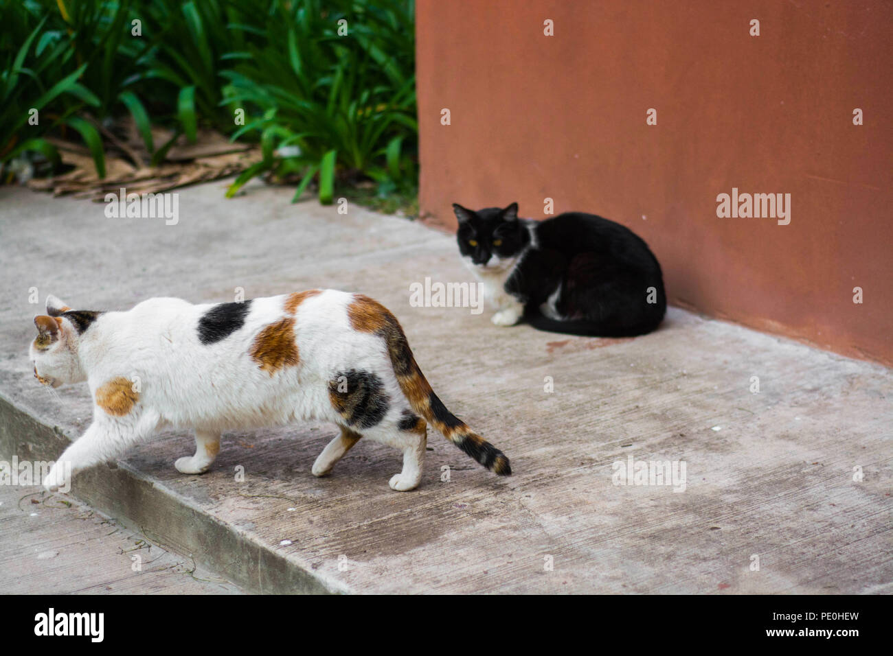 Two beautiful stray cats living together in a park Stock Photo - Alamy