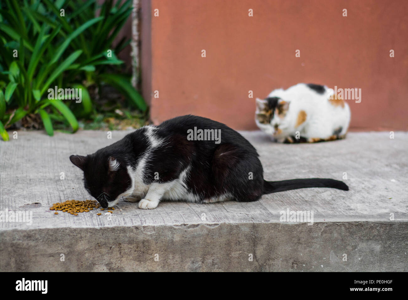 Two stray cats living in a park eating Stock Photo - Alamy