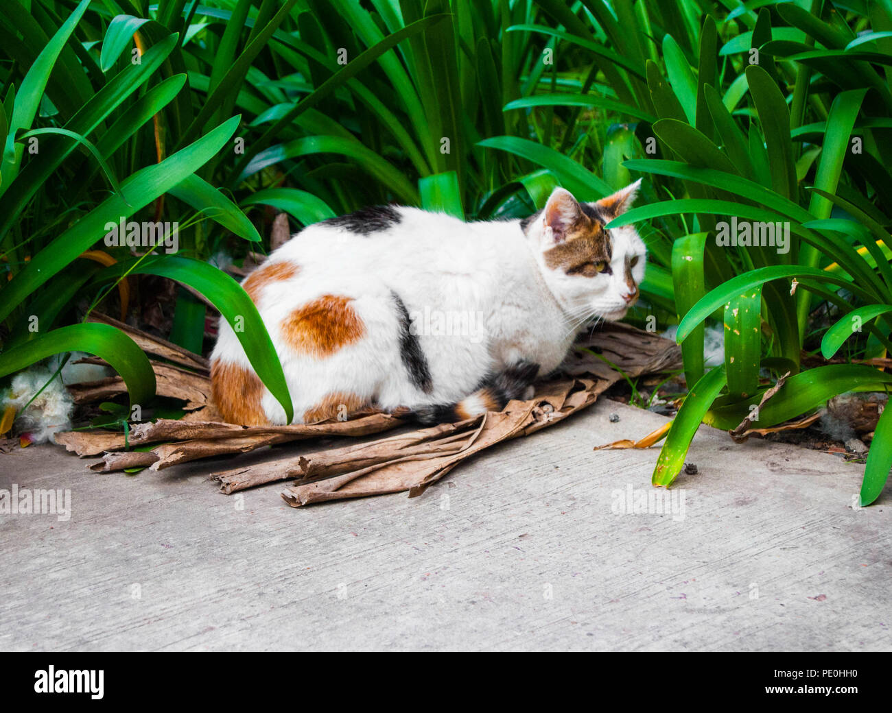 Calico cat and green grass hi-res stock photography and images - Alamy