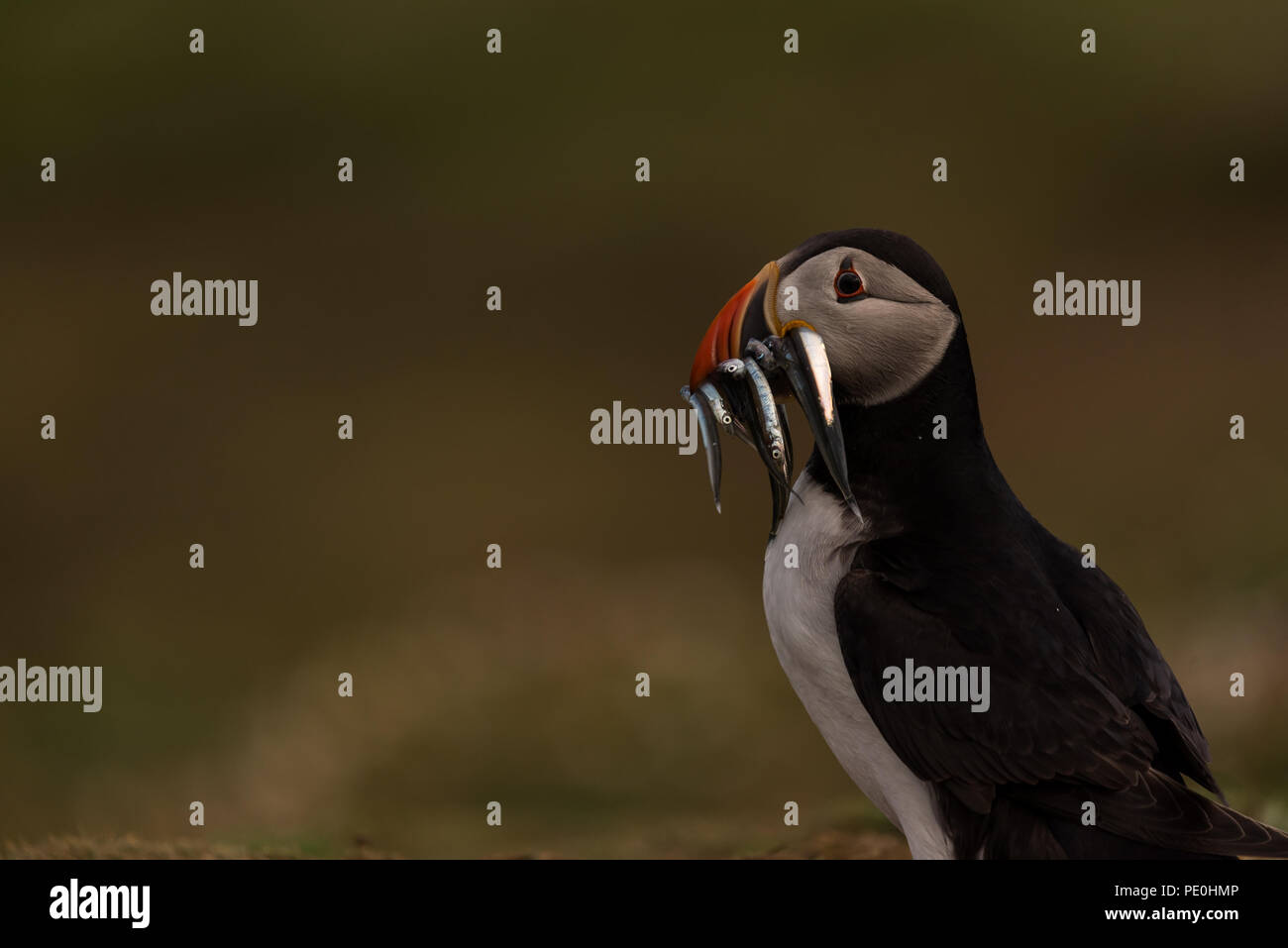 a puffin with fish in its mouth Stock Photo - Alamy