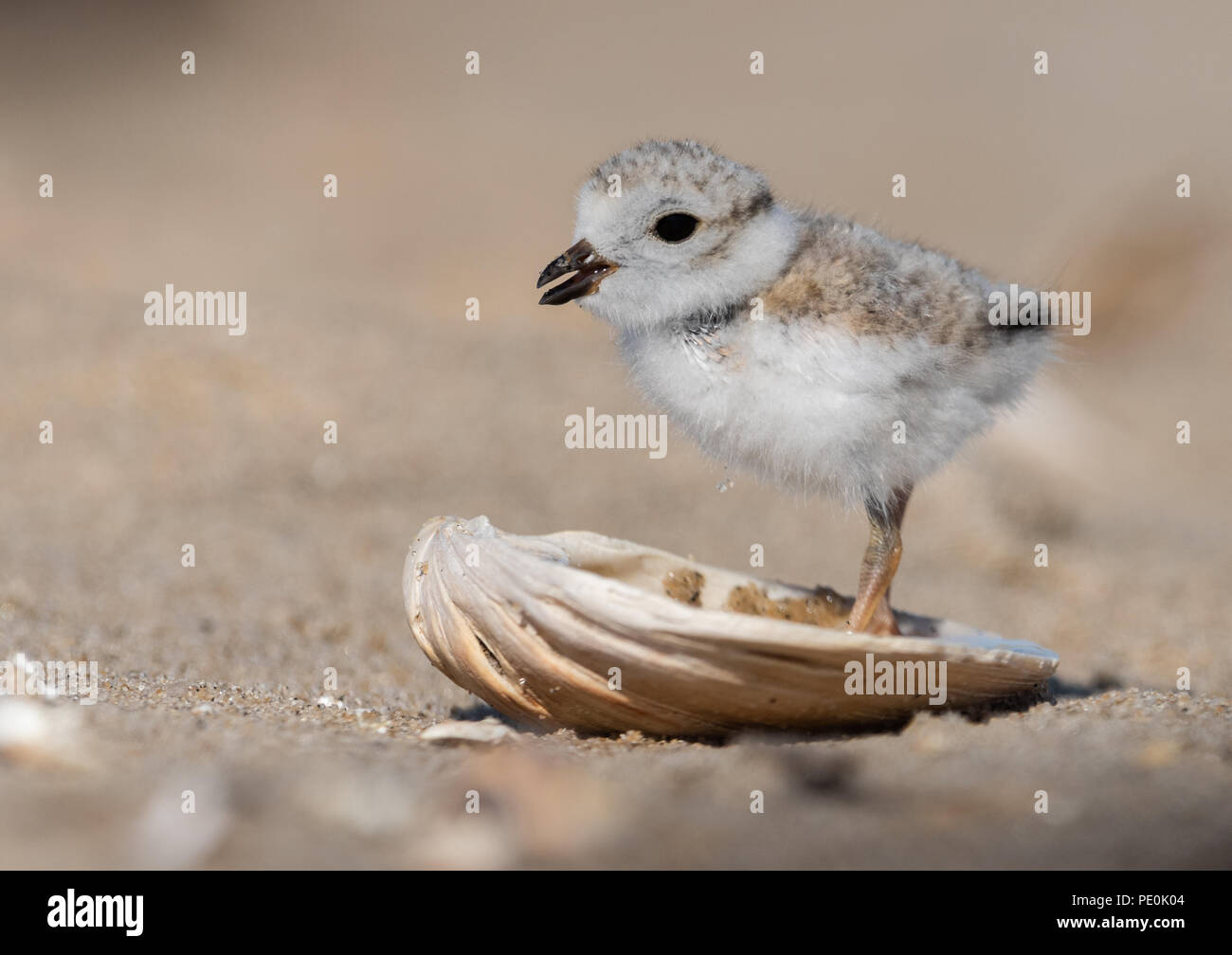 Piping Plover Fly High Resolution Stock Photography and Images - Alamy
