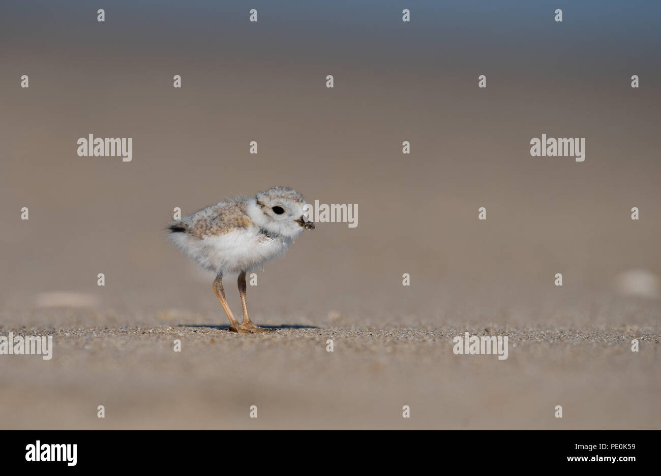 Piping Plover Chicks Adults Stock Photo - Alamy